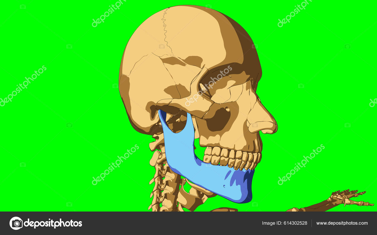 Hueso Mandíbula Anatomía Del Esqueleto Humano Para Concepto Médico ...