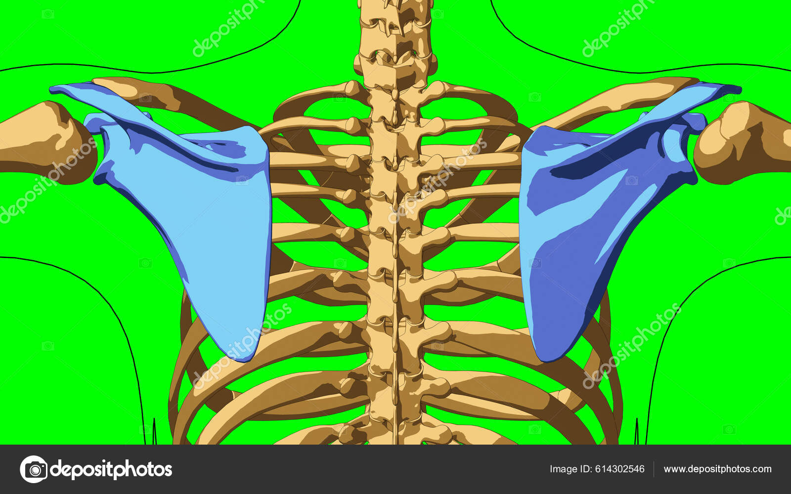 Human Skeleton Anatomy Scapula Bones Medical Concept Illustration Green ...