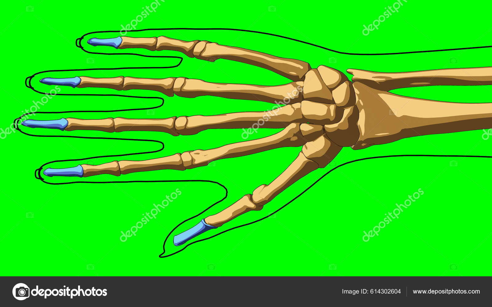 Esqueleto Humano Anatomía Falanges Distales Huesos Para Concepto Médico ...