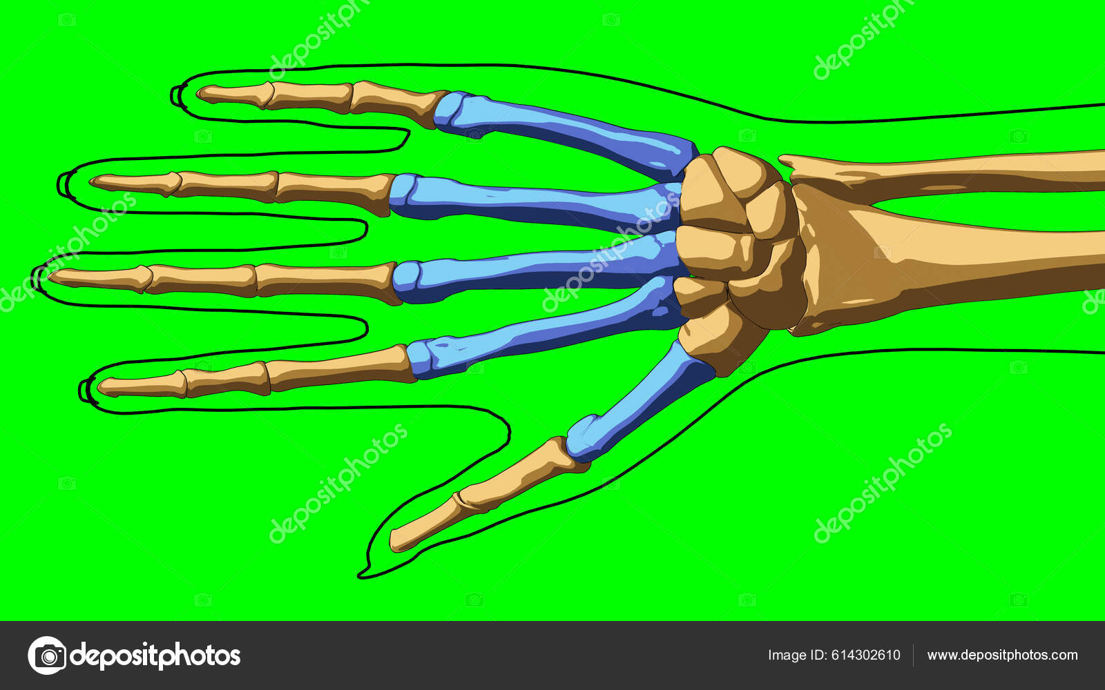 Human Skeleton Anatomy Metacarpals Bones Medical Concept Illustration ...