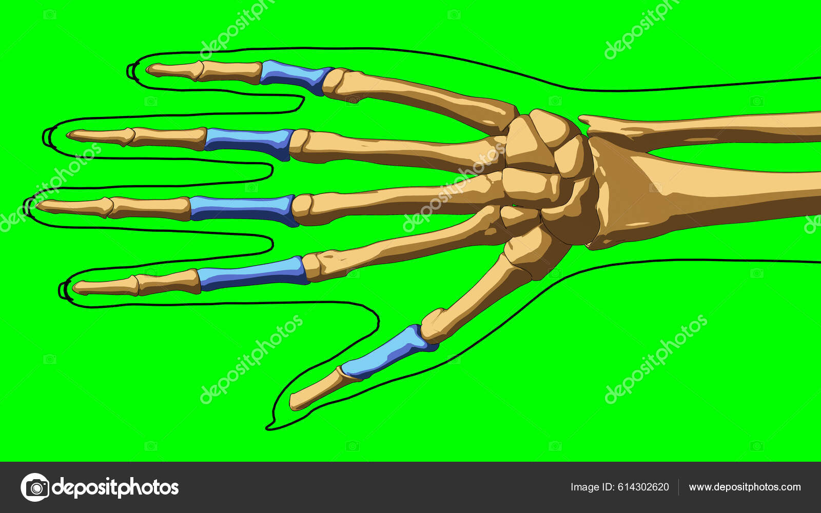 Human Skeleton Anatomy Proximal Phalanges Bones Medical Concept ...