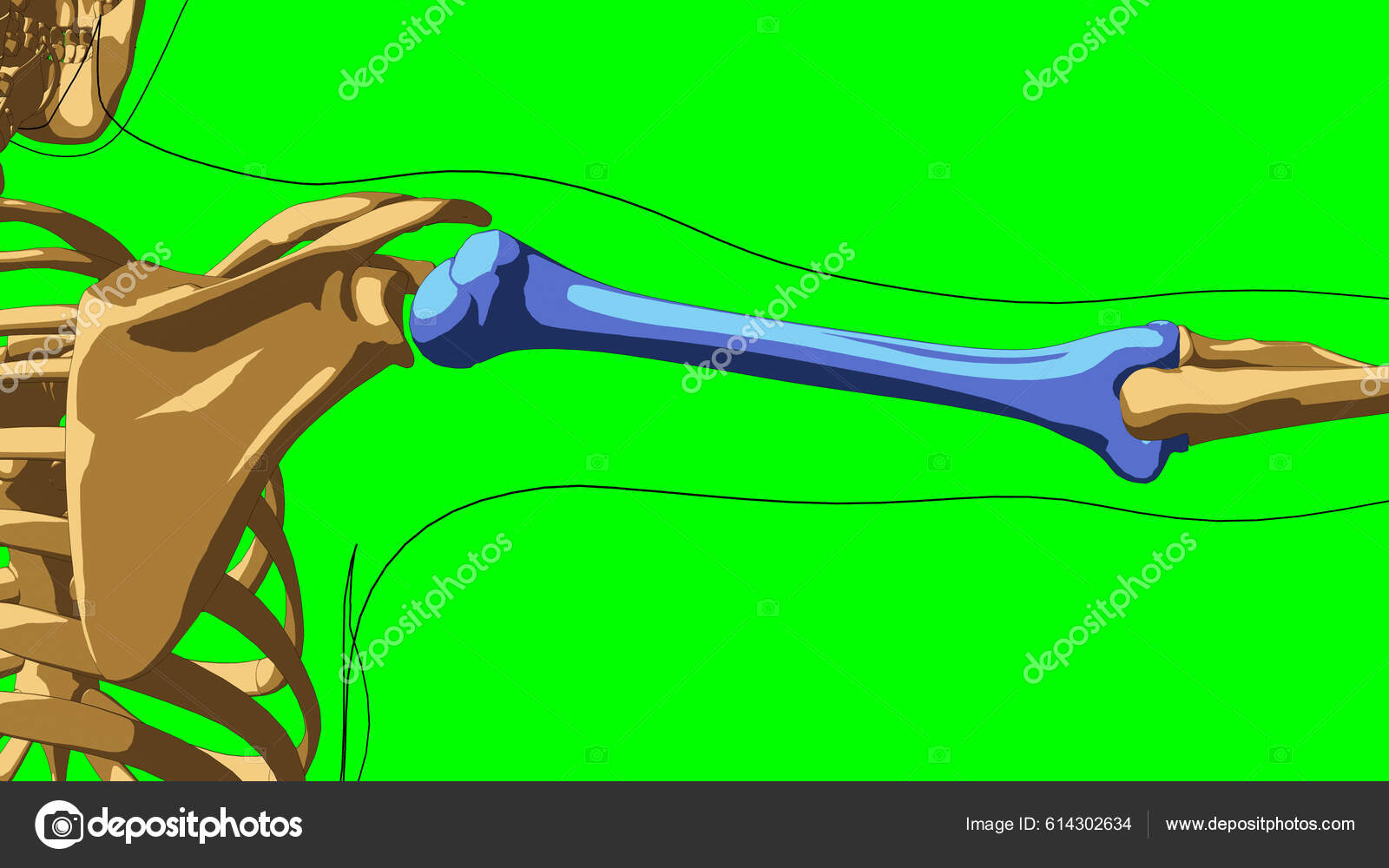 Osso Úmero Anatomia Esqueleto Humano Para Conceito Médico Ilustração ...