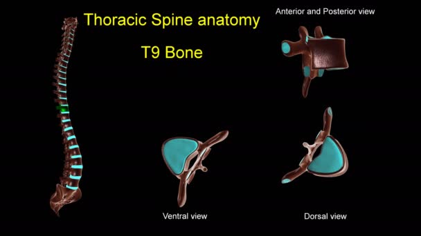 Thoracic Spine Bone Anatomy Medical Concept Animation Anterior ...