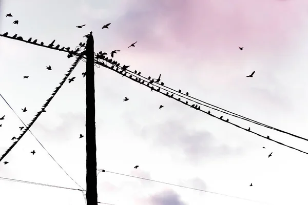 Birds power lines Stock Photos, Royalty Free Birds power lines Images ...