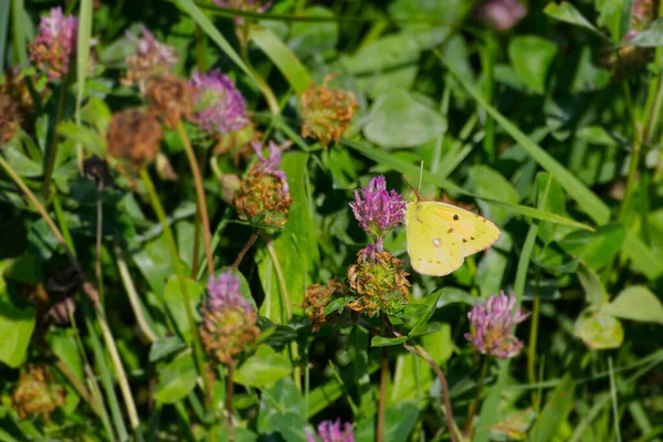 Clouded Yellow (Colias croceus) Butterfly perched on pink flower in ...