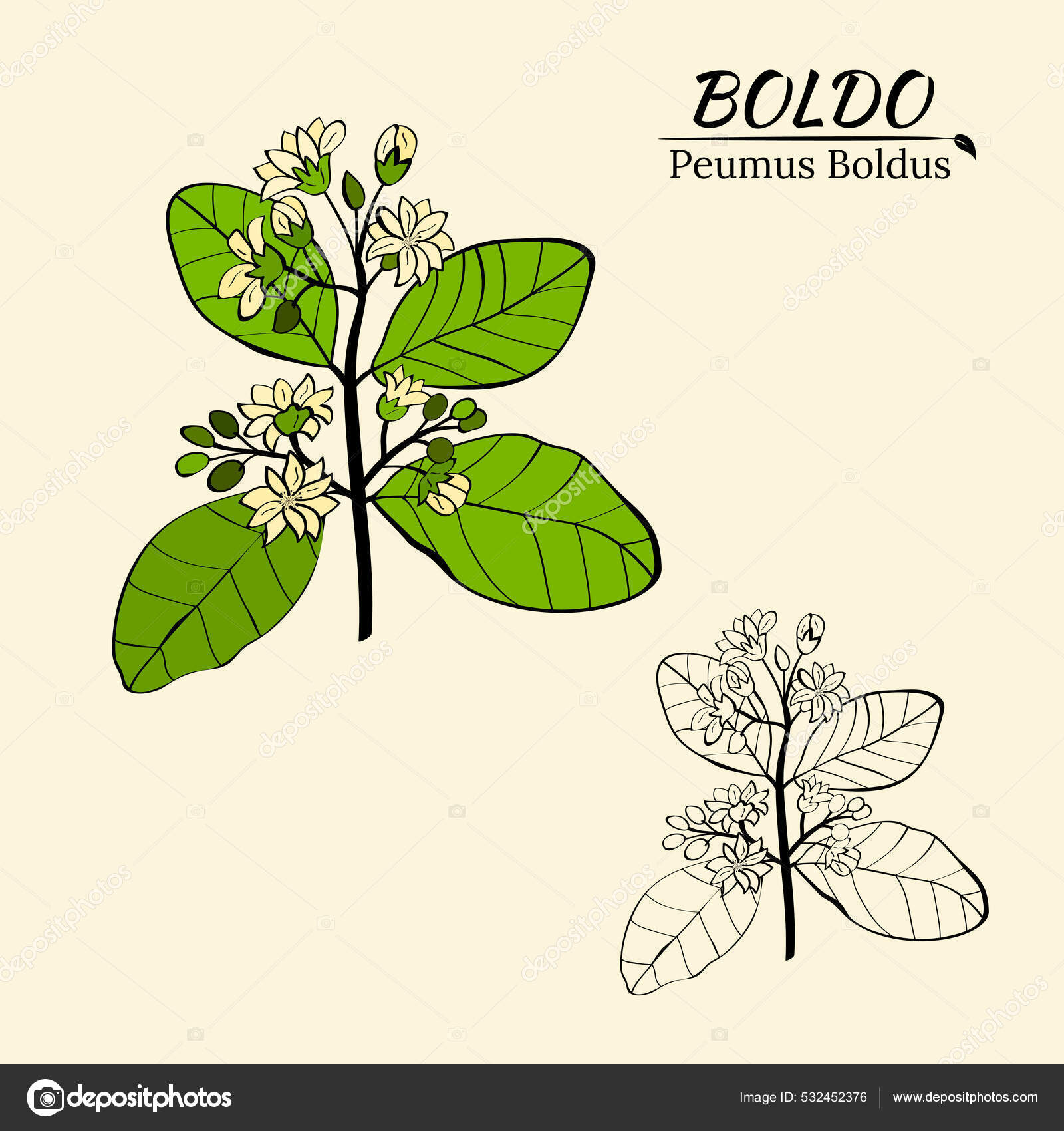 Boldo Peumus Boldus Culinary Aromatic Medicinal Plant Set Branches ...