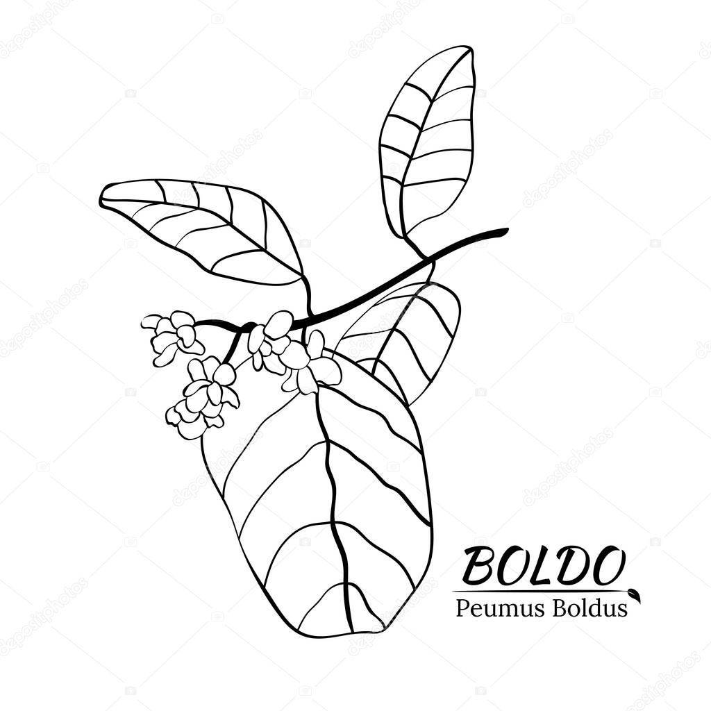 Boldo peumus boldus, planta culinaria, aromática y medicinal. Conjunto ...