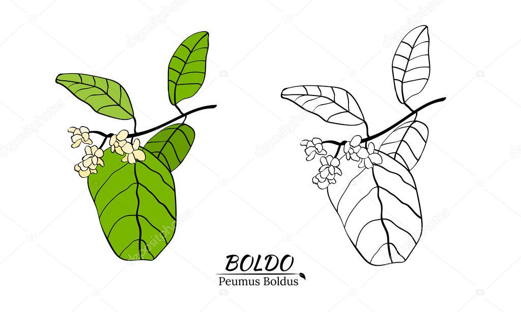 Boldo peumus boldus, planta culinaria, aromática y medicinal. Conjunto ...