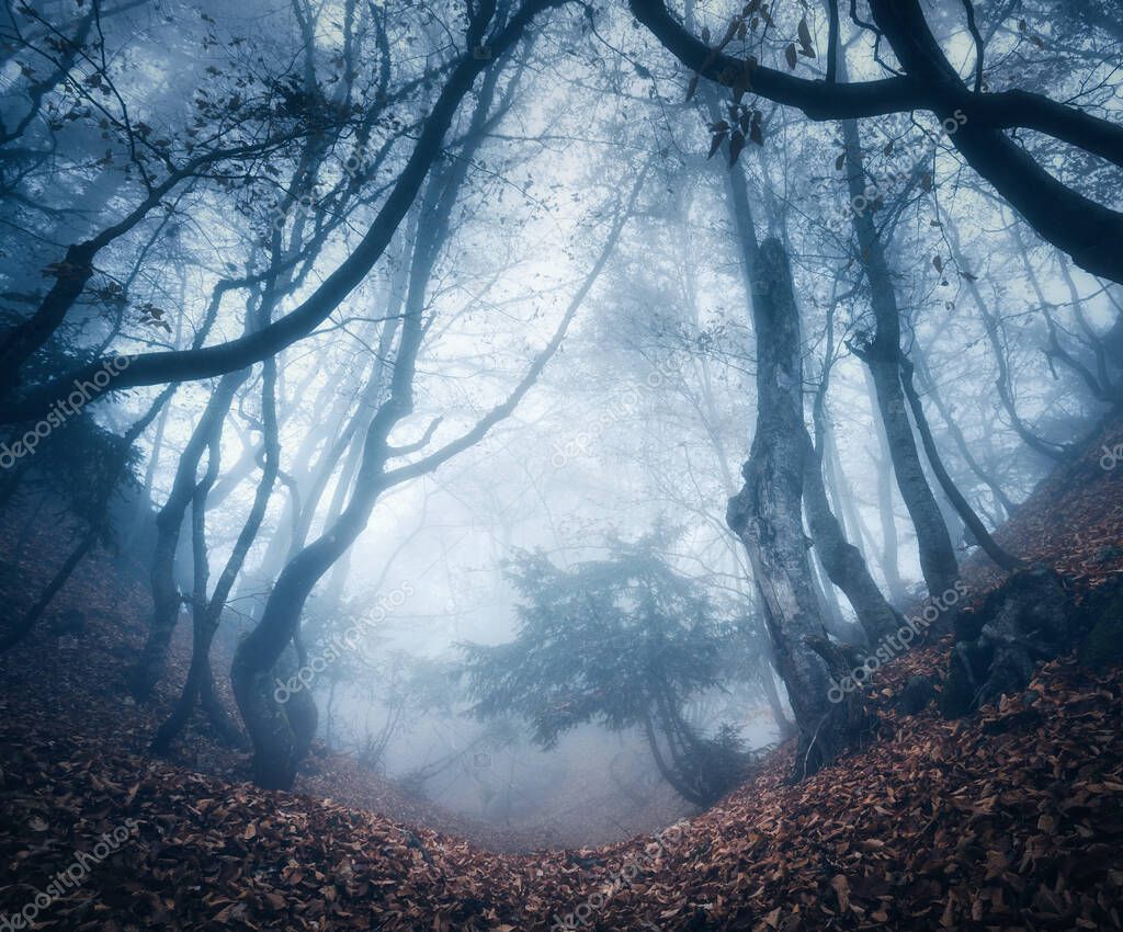 Bosque otoñal de ensueño en niebla azul. Paisaje colorido con hermosos ...