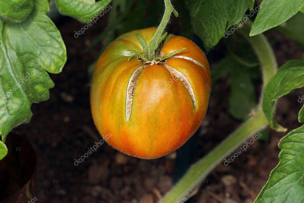 Grietas de tomate causadas por riego irregular. Tomate grande rojo ...