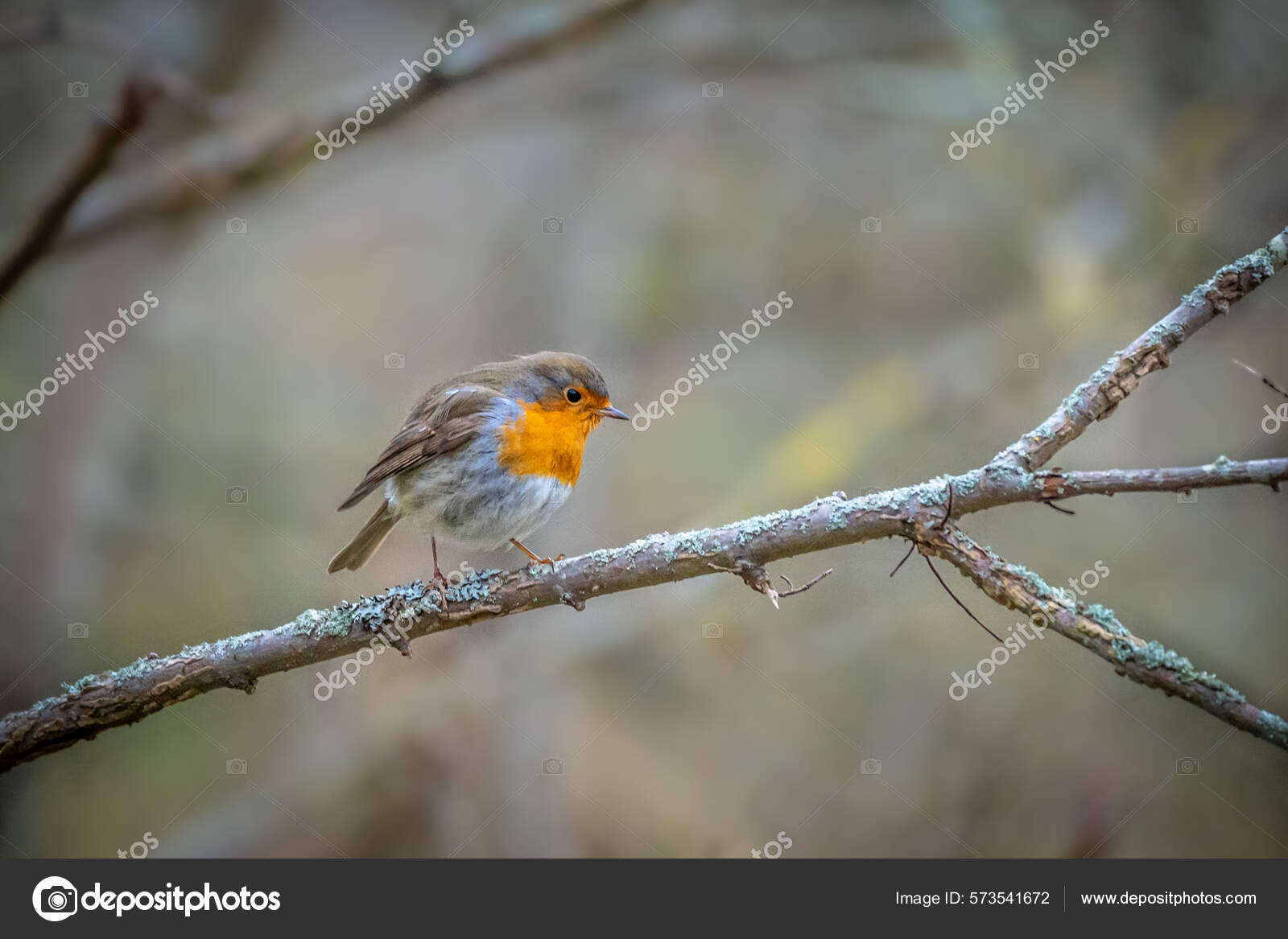 A robin sits on a branch in a nature park in the Netherlands — Stock Photo © info ...