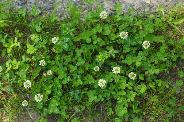 Clover varieties Stock Photos, Royalty Free Clover varieties Images ...