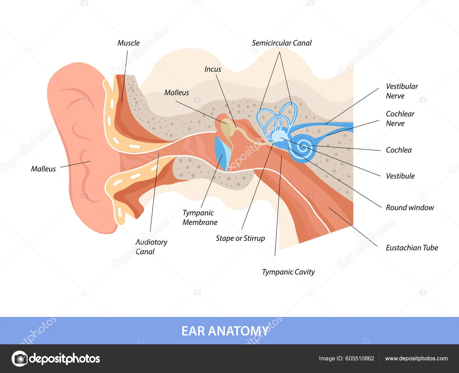 Human Ear Structure Anatomical Diagram图库矢量图作者：© airtafolo@gmail.com ...