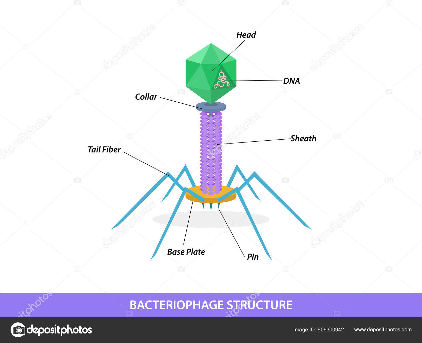 Structure Typical Bacteriophage Virus 图库矢量图©airtafolo@gmail.com 606300942