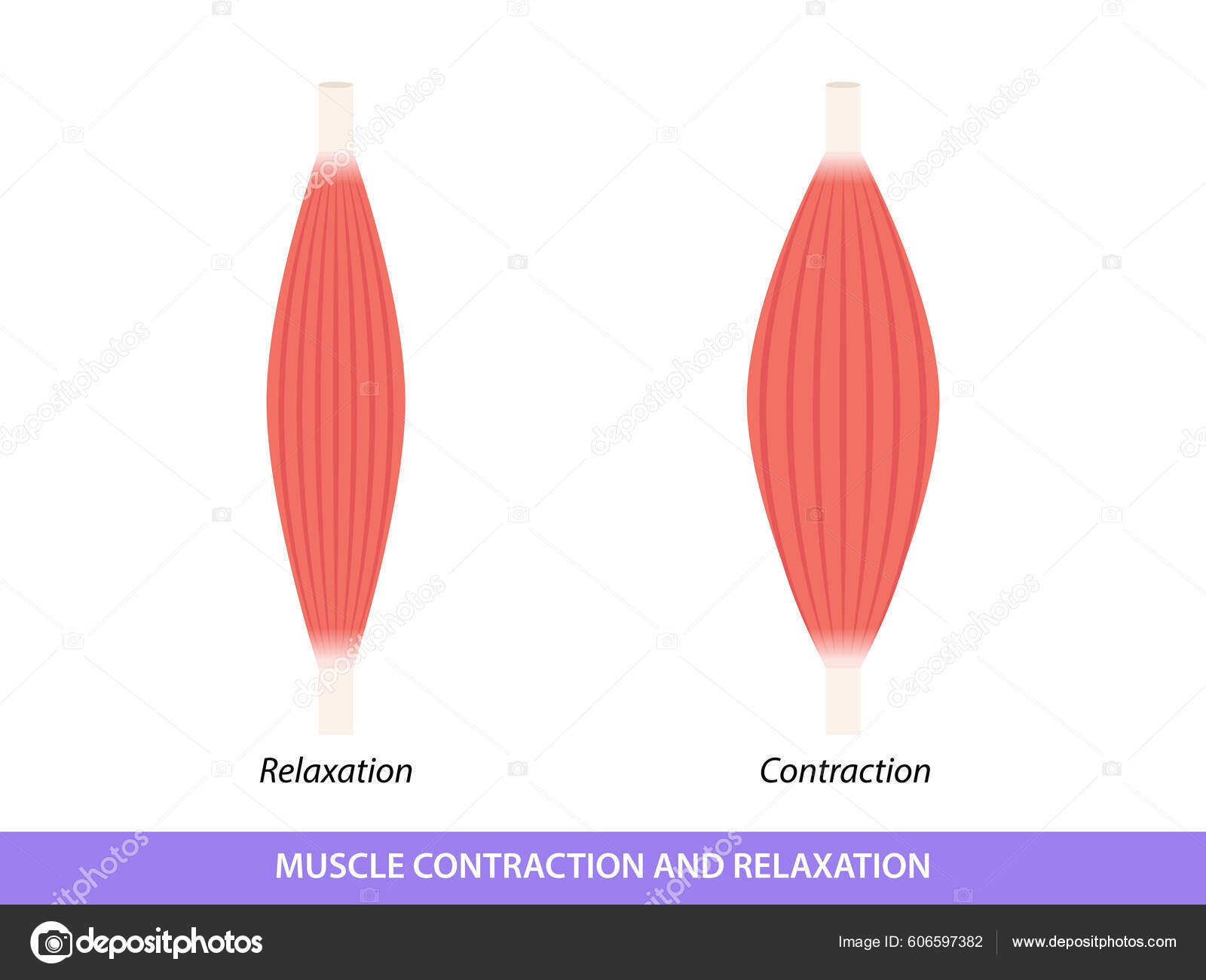 Muscle Contraction Relaxation Illustration Stock Vector by ©airtafolo ...