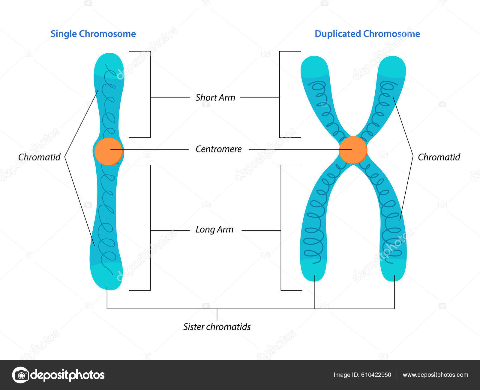 Illustration Singel Duplicated Chromosome Structure Stock Vector by ...