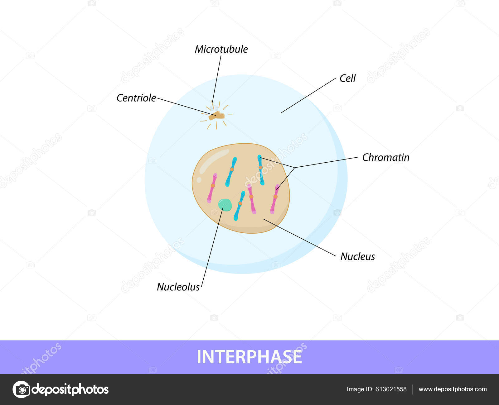 Ilustración Interfase Fase Mitosis Vector de stock por ©airtafolo@gmail ...