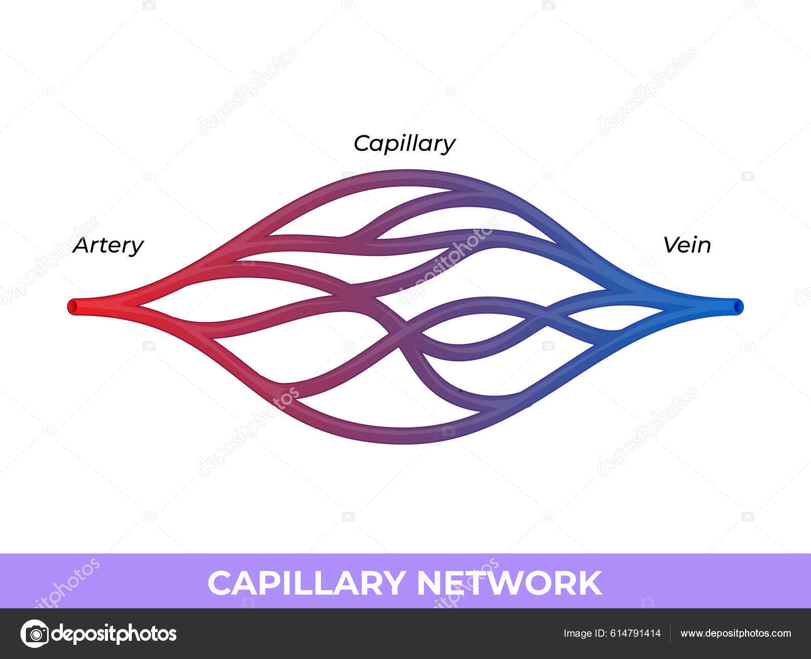 Capillary Network Smallest Blood Vessels Convey Blood Arterioles ... Capillary Network Smallest Blood Vessels Convey Blood Arterioles ...