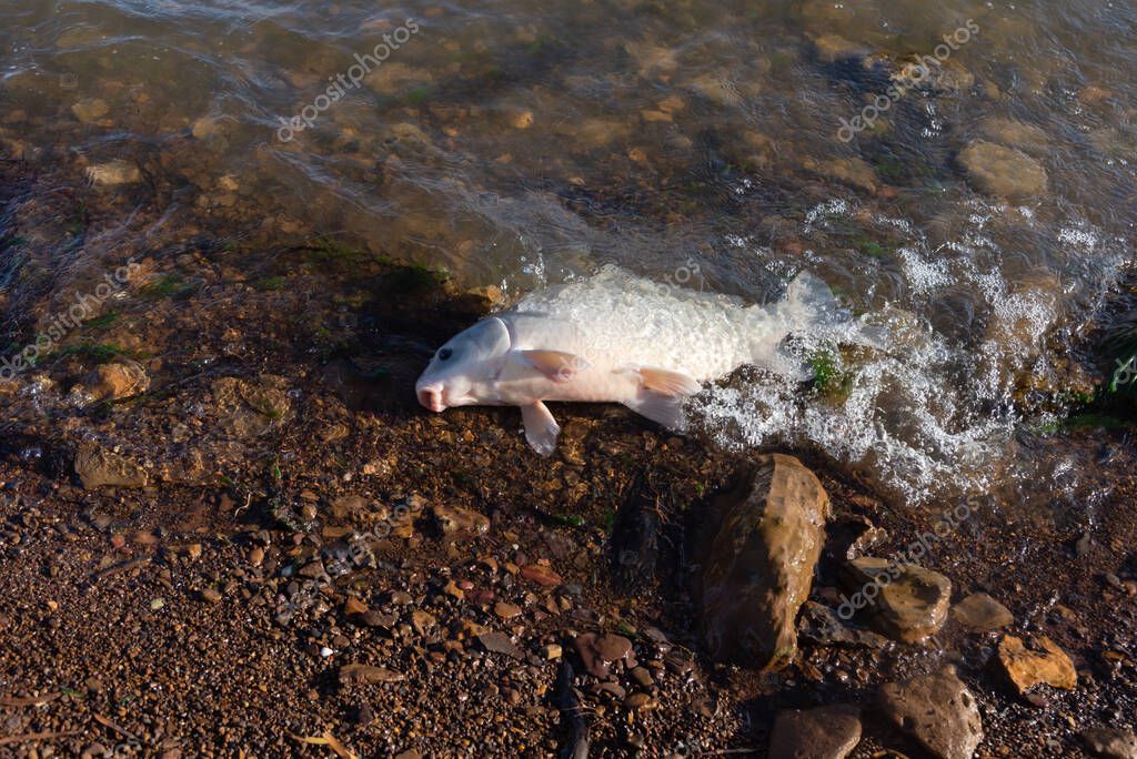 Búfalo de boca chica Ictiobus bubalus con escamas blancas en la costa ...
