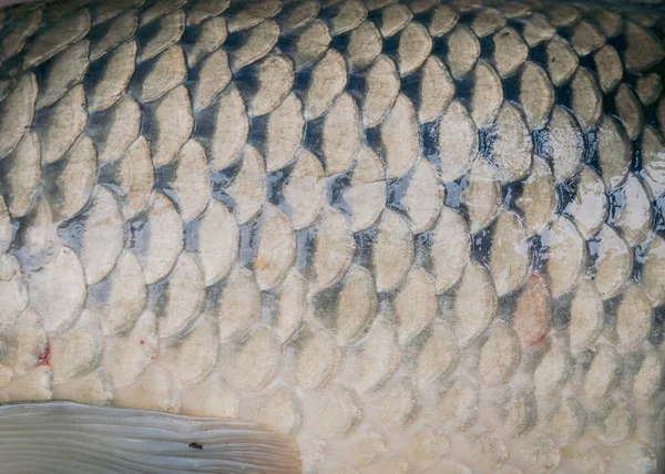 Filtered image Common carp scales and pectoral fin in full frame ...