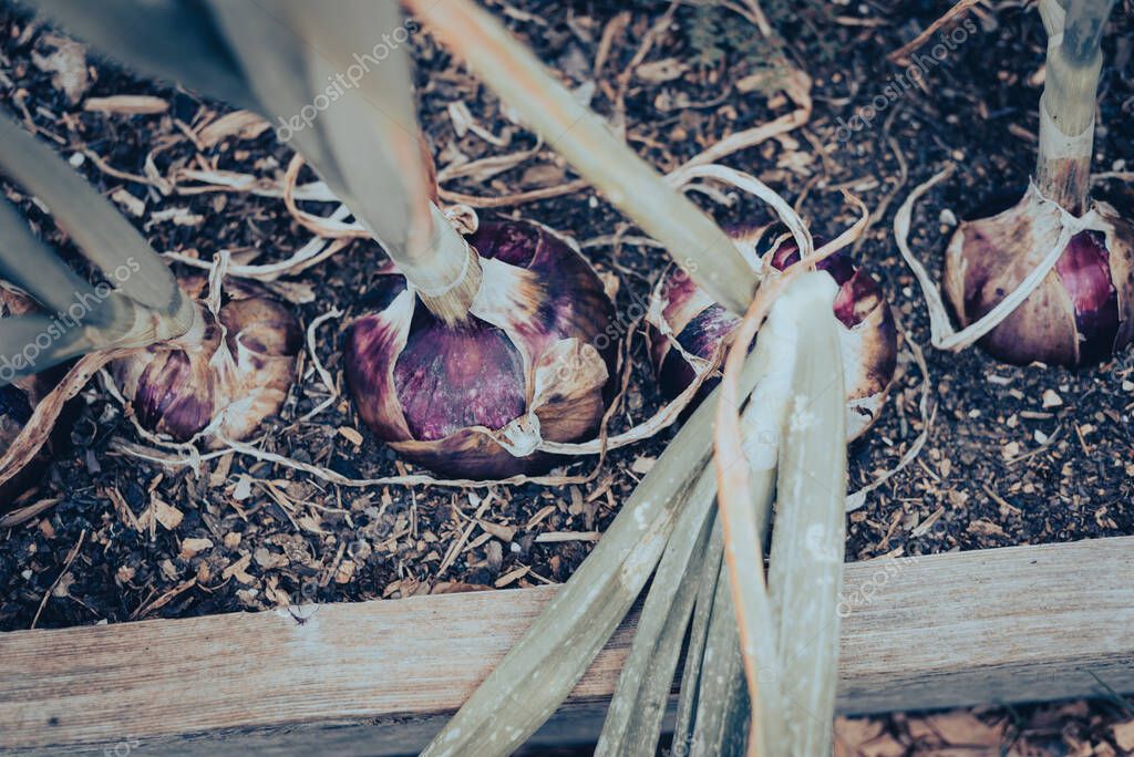 Toned photo group of red onions with purplish-red skin ready to harvest ...