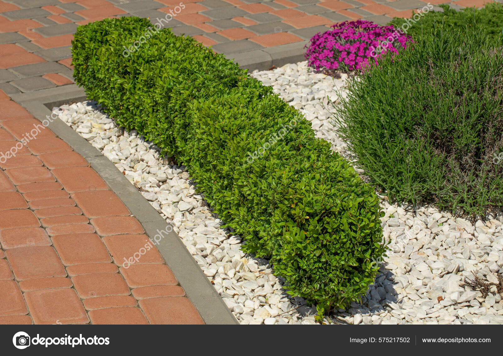 Green Rectangular Boxwood Bush Flowerbed — Stock Photo © maykal #575217502