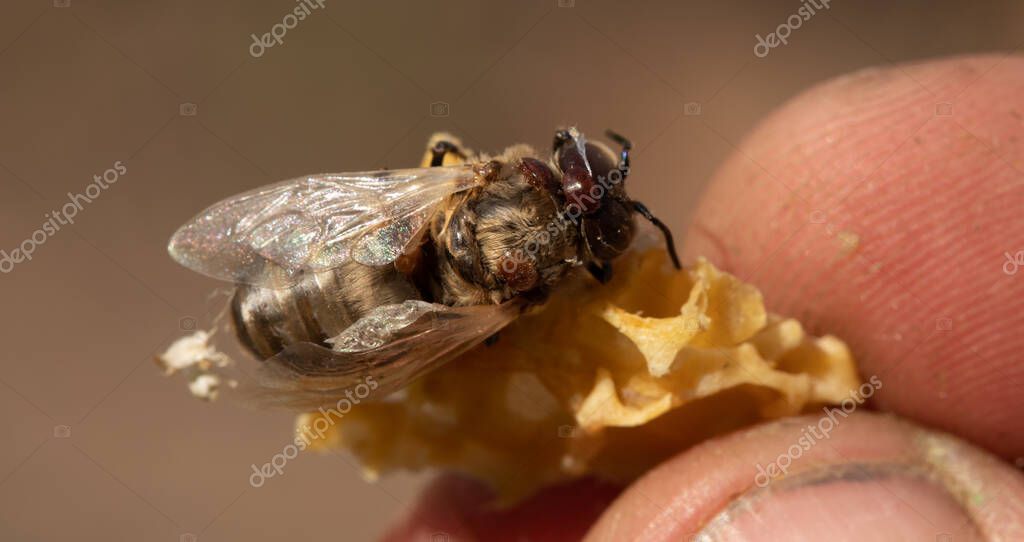 La abeja se ve afectada por el ácaro varroa y un pedazo de cera de ...