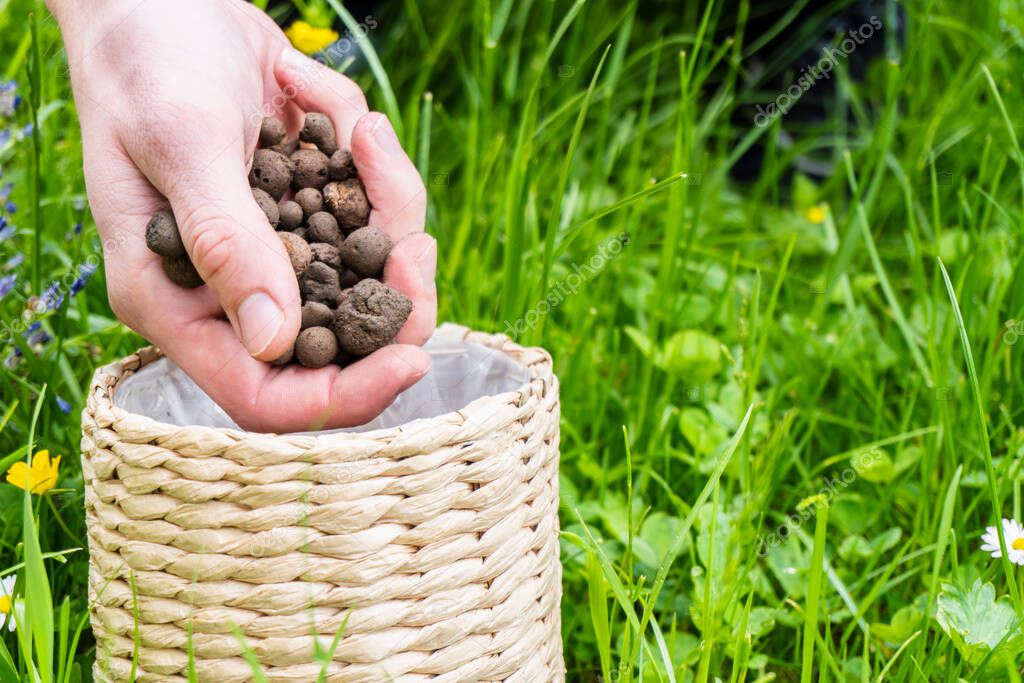 Como replantar compacta la planta de habitación. Jardinería y cuidado ...