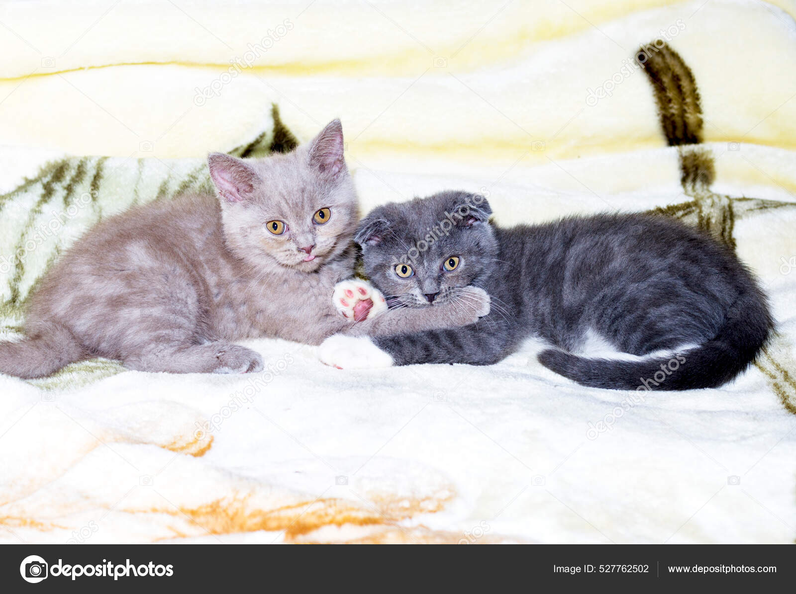 Fawn Scottish Straight Scotish Fold Bicolor Blue Kittens Lying Blanket ...