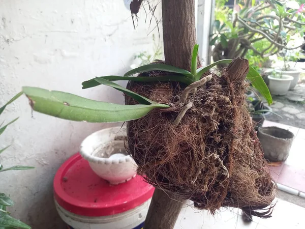 Plant with roots Stock Photos, Royalty Free Plant with roots Images ...