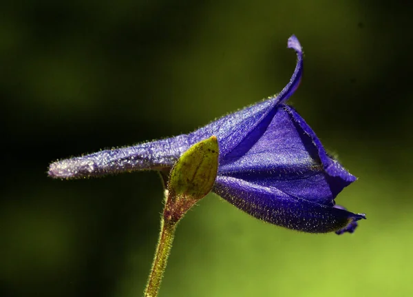 Creeping bell images libres de droit, photos de Creeping bell ...