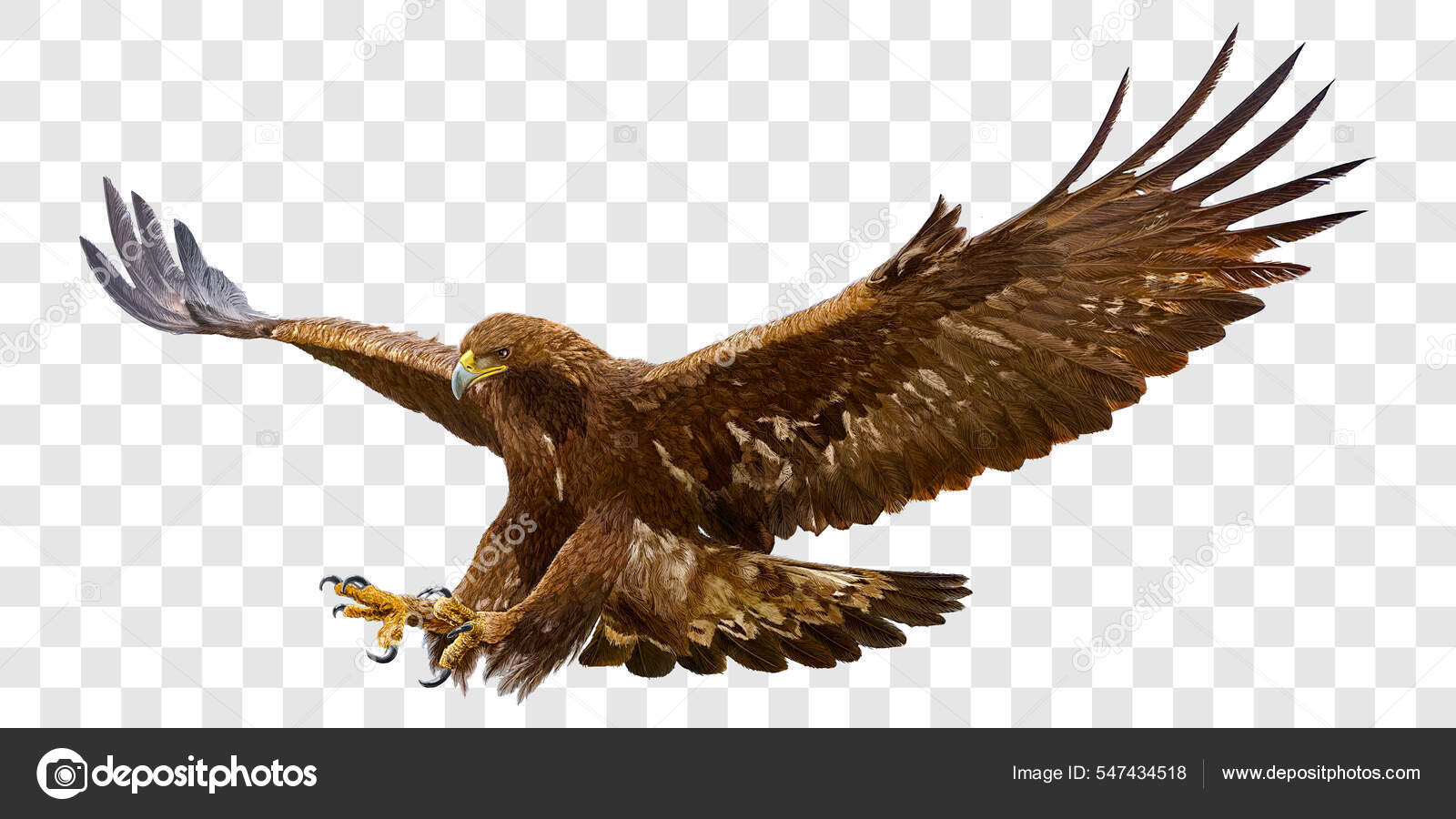 Golden Eagle Attack Landing Swoop Hand Draw Paint Color Grey Stock ...