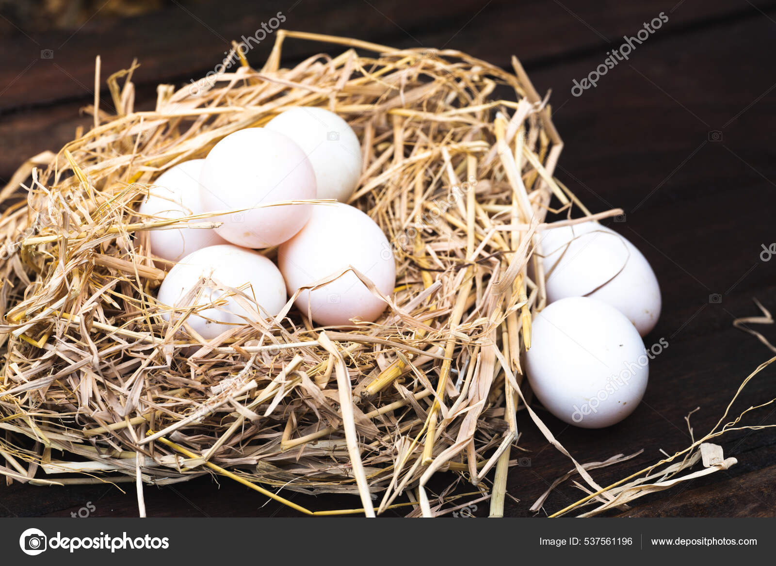 Duck Egg Nest