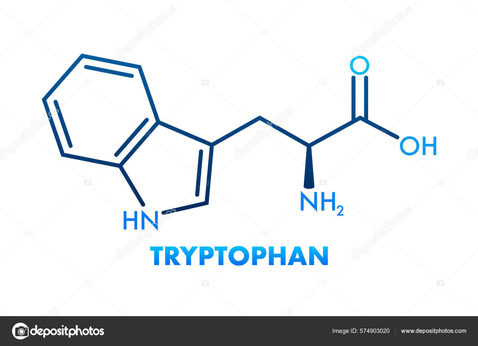 Tryptophan Formula Tryptophan Tryptophan Trp Amino Acid Molecule Stock ...