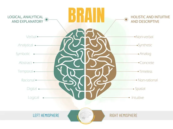 Brain Hemispheres And Their Functions