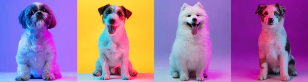 Dog studio background Stock Photos, Royalty Free Dog studio background ...