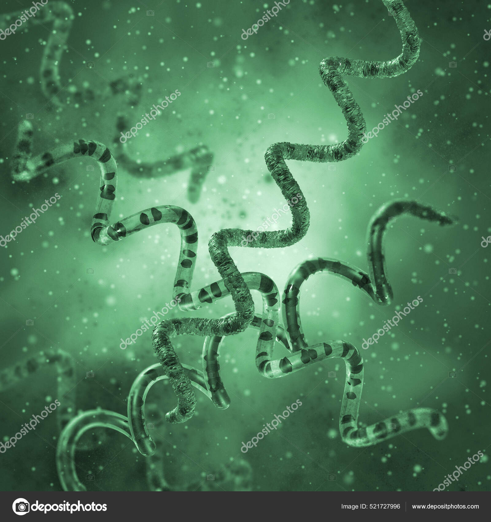 Antecedentes Médicos Bacterias Espiroquetas Unicelulares Gram Negativo ...