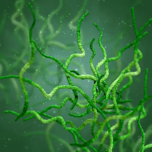 Medical Background Bacteria Spirilla Spirally Twisted Arcuate Curved ...