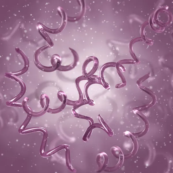 Spirochetes Gram Stain