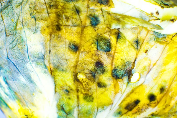 Rotten and Moldy cabbage. Bad conditions of preservation. Close up ...