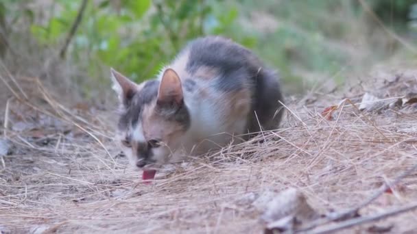 501 Vomiting Videos, Royalty-free Stock Vomiting Footage | Depositphotos