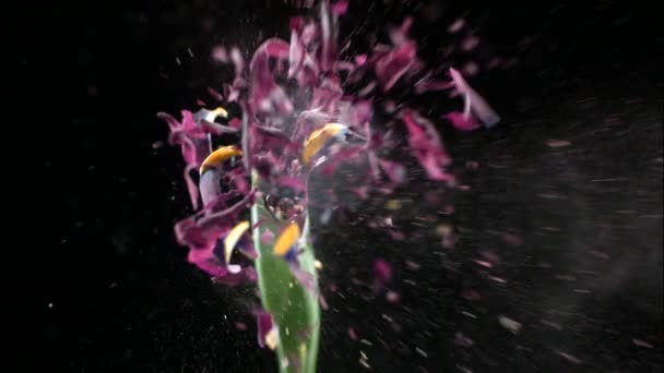Flower Frozen Liquid Nitrogen Explodes Slow Motion Footage Black ...