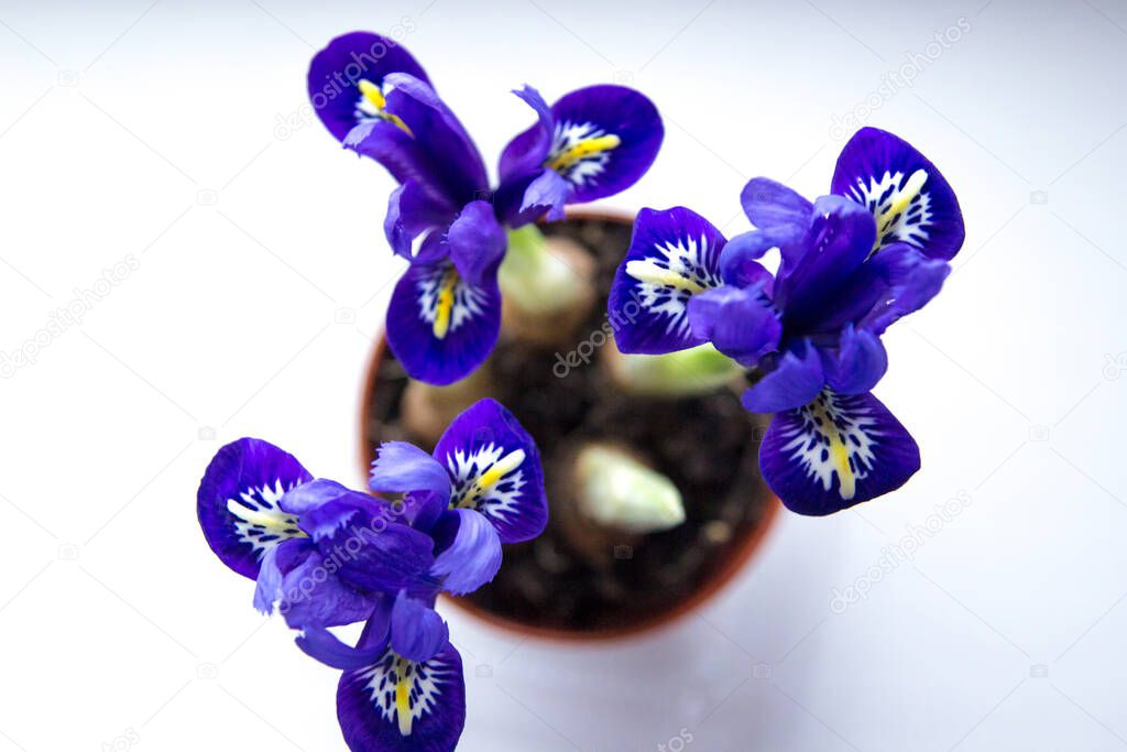 Blue netted iris. Iridodictyum reticulatum or Iris reticulata. Spring ...