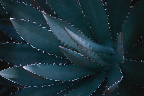Blue agave plant Stock Photos, Royalty Free Blue agave plant Images ...