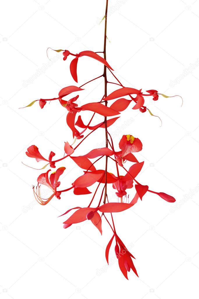 Exóticas flores rojas de la pared de Amherstia nobilis, Orgullo de ...