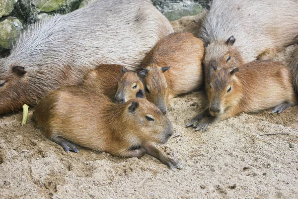 Capybara family Stock Photos, Royalty Free Capybara family Images ...