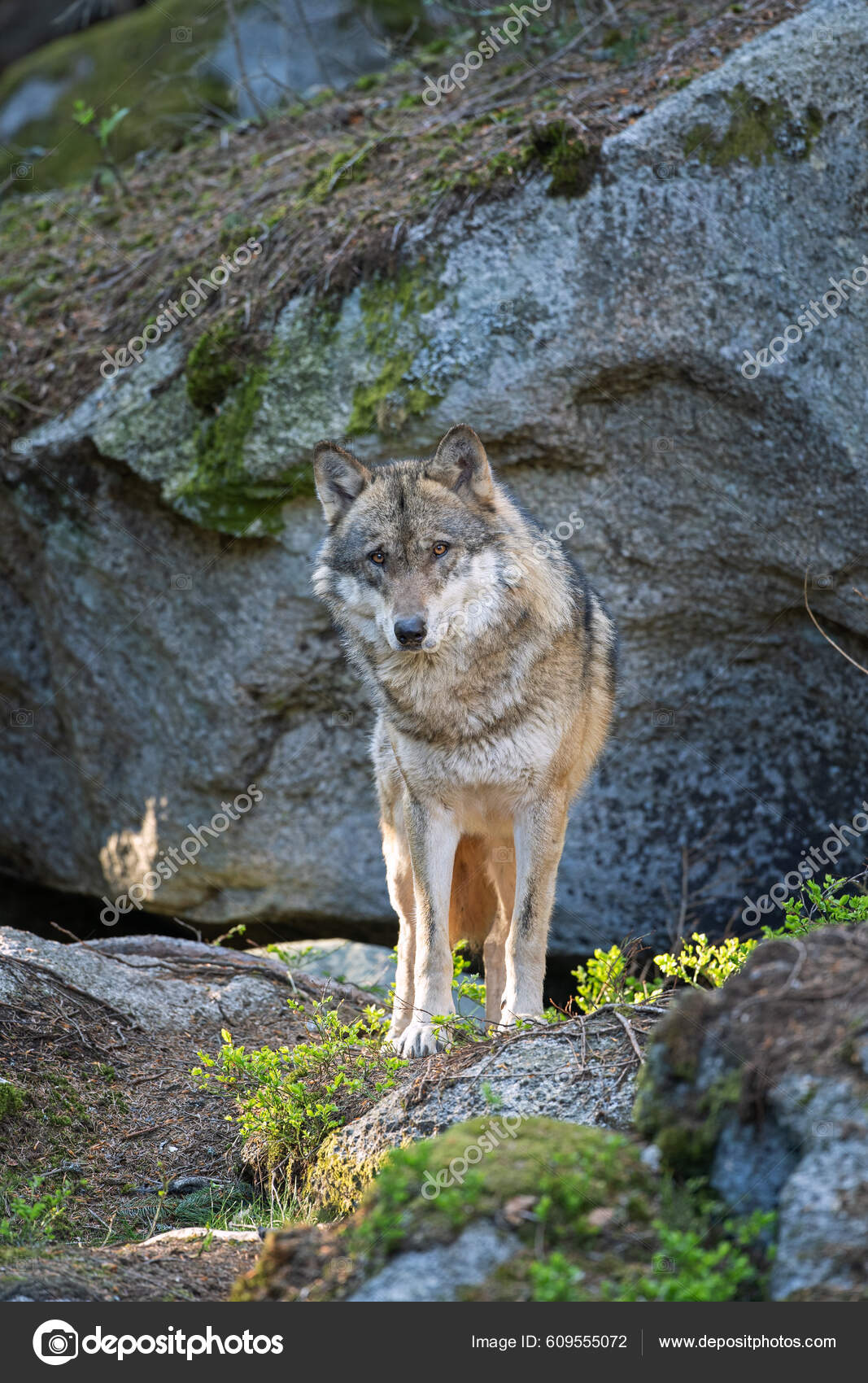 Lupo Che Ulula Vista Laterale