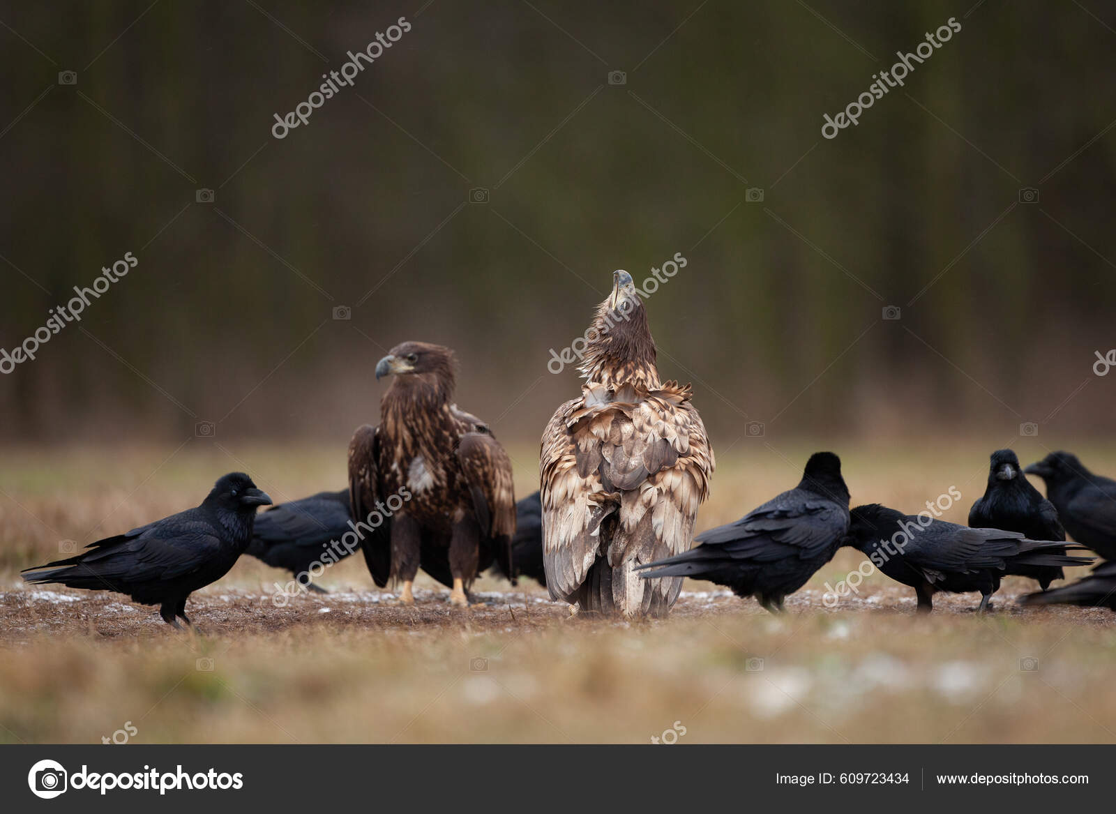 White Tailed Eagle Common Raven Eagle Winter Time European Wildlife ...