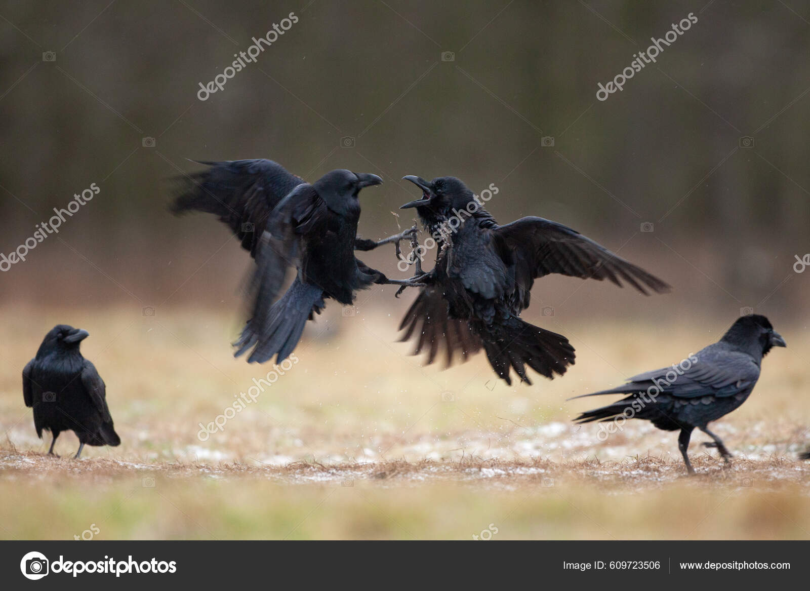 Common Raven Field Flock Ravens Ground European Wild Nature Winter ...