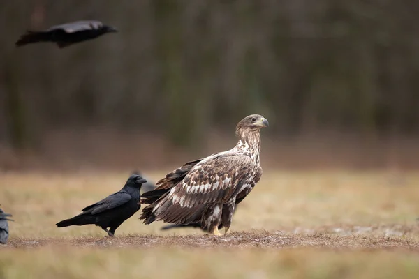 Abutres e suas presas Stock Photos, Royalty Free Abutres e suas presas ...